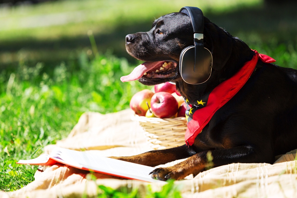 is-lawn-care-safe-for-dogs-and-other-pets